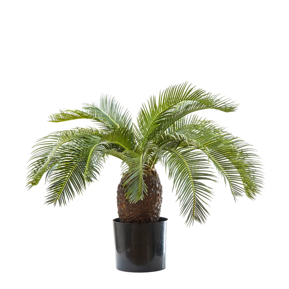 Florabelle - Cycus Palm Tree 65cm | Peter's of Kensington